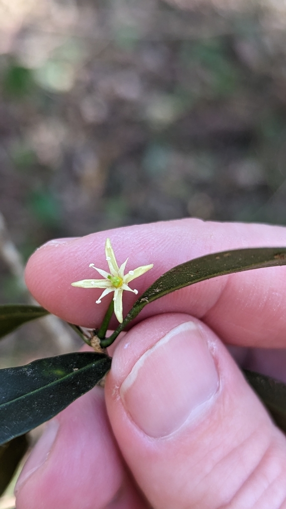glossy acronychia from Daisy Hill QLD 4127, Australia on June 21, 2023 ...