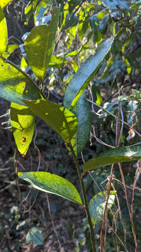 Brush Caper Berry from Daisy Hill QLD 4127, Australia on June 21, 2023 ...