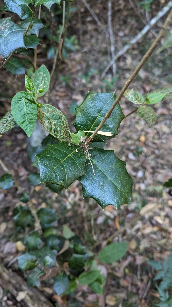 Native Holly from Daisy Hill QLD 4127, Australia on June 21, 2023 at 09 ...