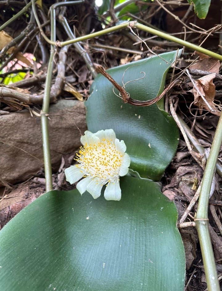 Dwarf Bloodlily in June 2023 by Marc Eriksen · iNaturalist