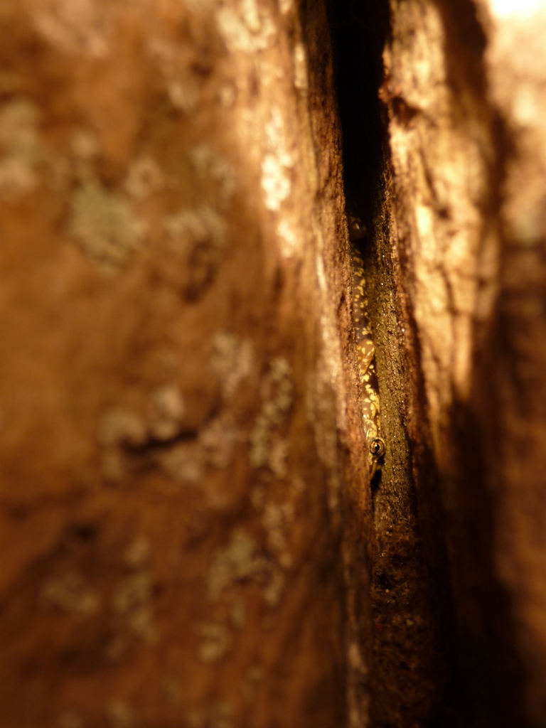 Green Salamander in October 2008 by Kristin A. Bakkegard. Deep in rock ...