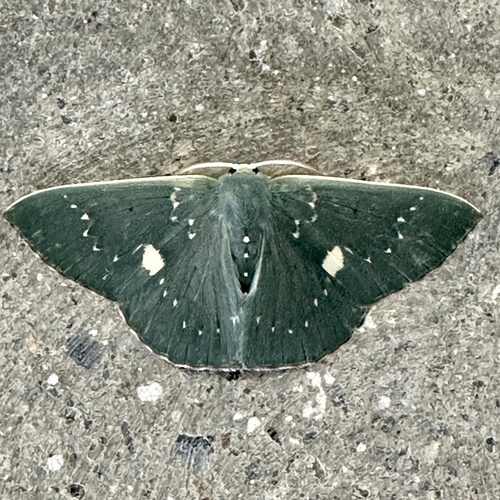 Prasinocyma dioscorodes · iNaturalist