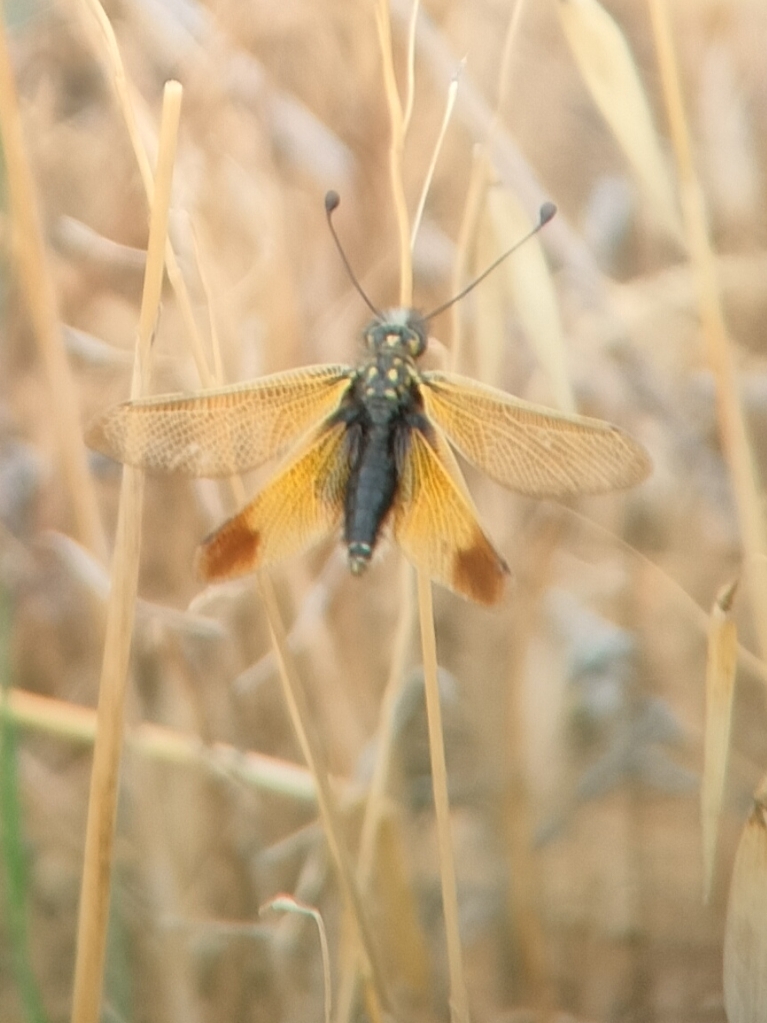 Libelloides ictericus (Charpentier, 1825)