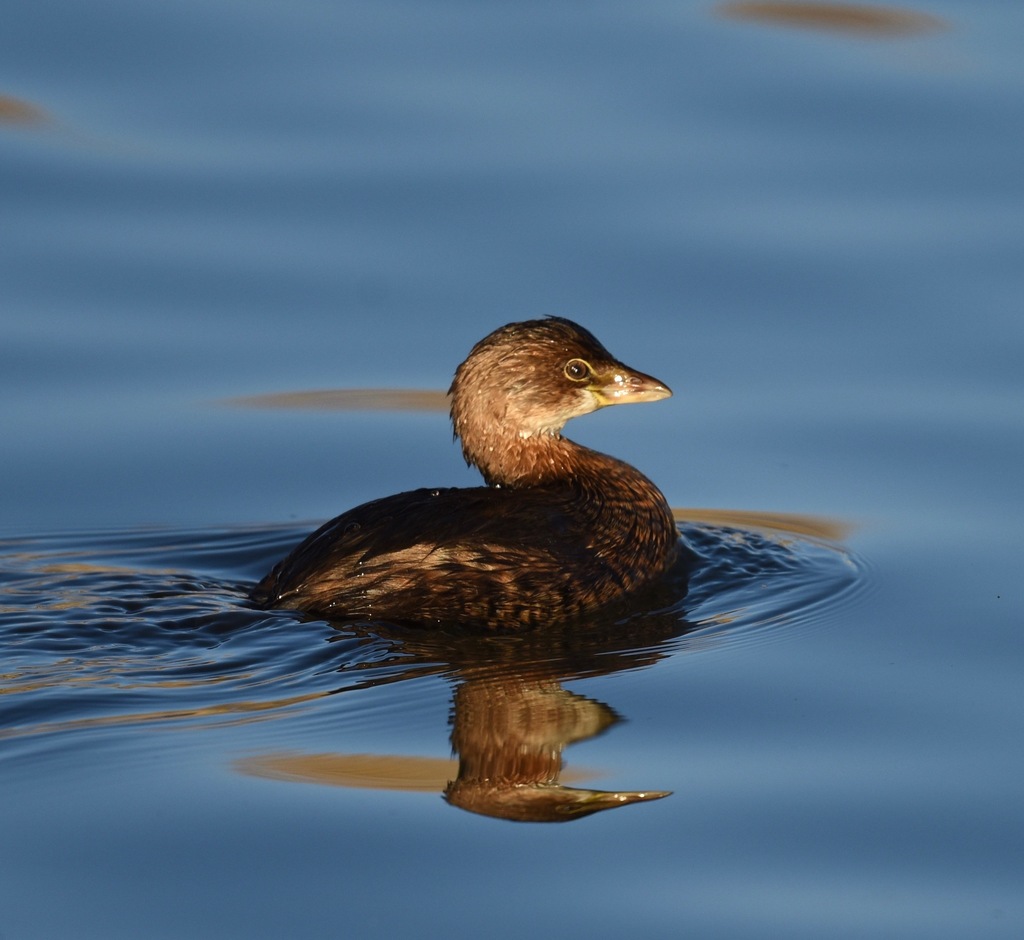 Pied-billed Grebe (Birds of Rosewood Nature Study Area) · iNaturalist