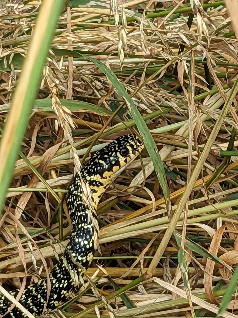 Green Whip Snake from Canton de Cholet-1, 49300 Cholet, France on June ...