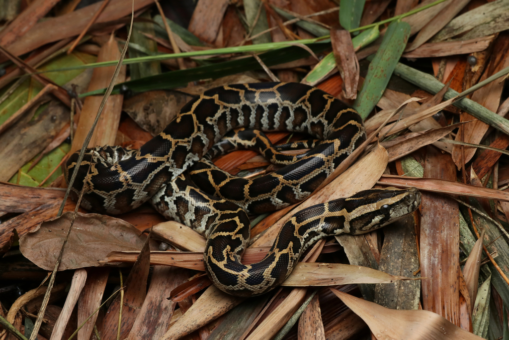 Burmese Python in June 2023 by Phakawat Kittikhunodom · iNaturalist