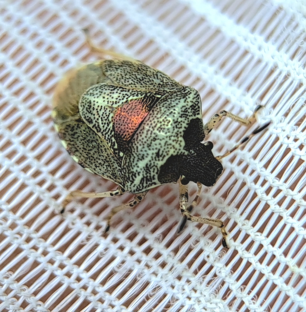 Woundwort Shield Bug from Selby YO8 5DA, UK on June 13, 2023 at 01:05 ...