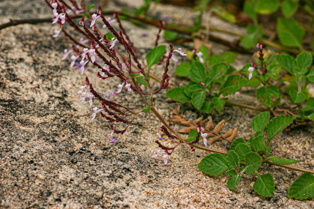 Wavyleaf Rocksage from Arcturus, Goromonzi, Zimbabwe on March 19, 2006 ...