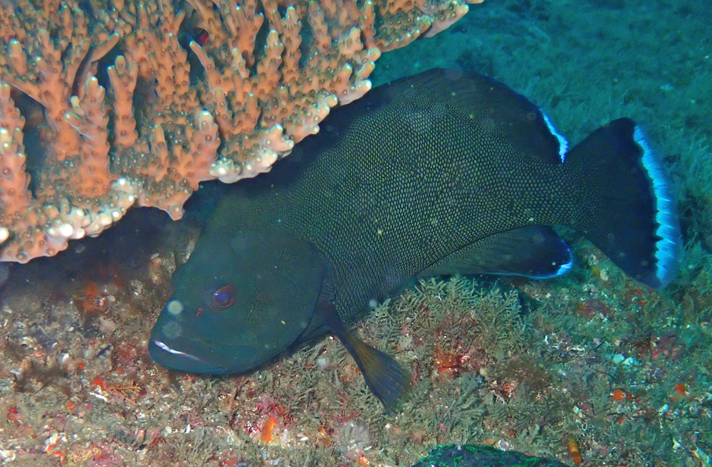Tomato Grouper from Sunshine Coast QLD, Australia on March 10, 2023 at ...