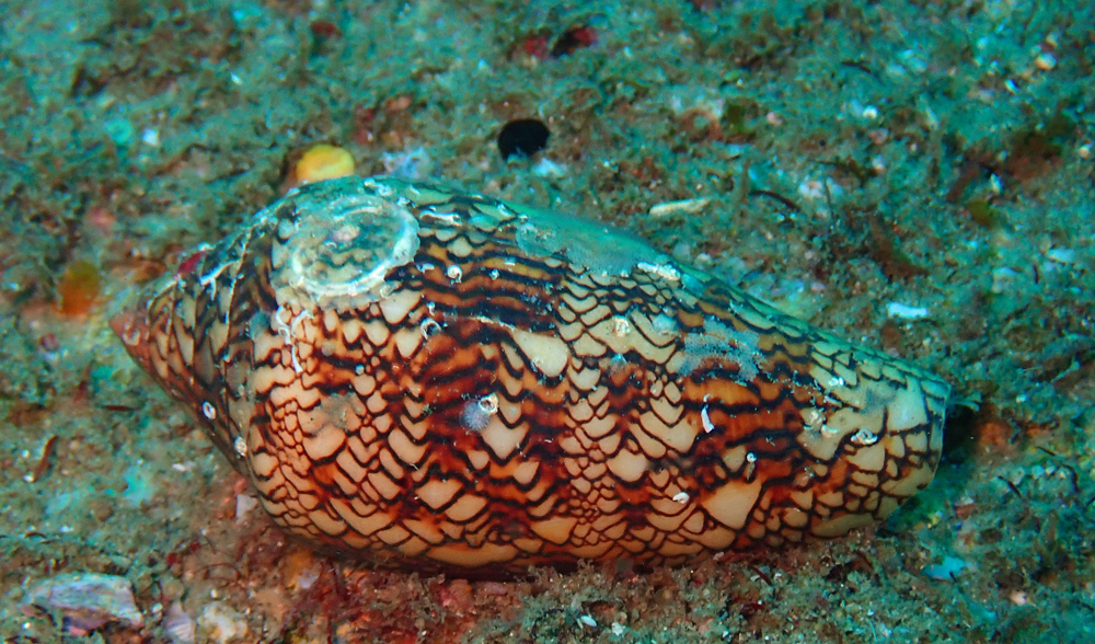 Textile Cone from Sunshine Coast QLD, Australia on March 28, 2023 at 09 ...