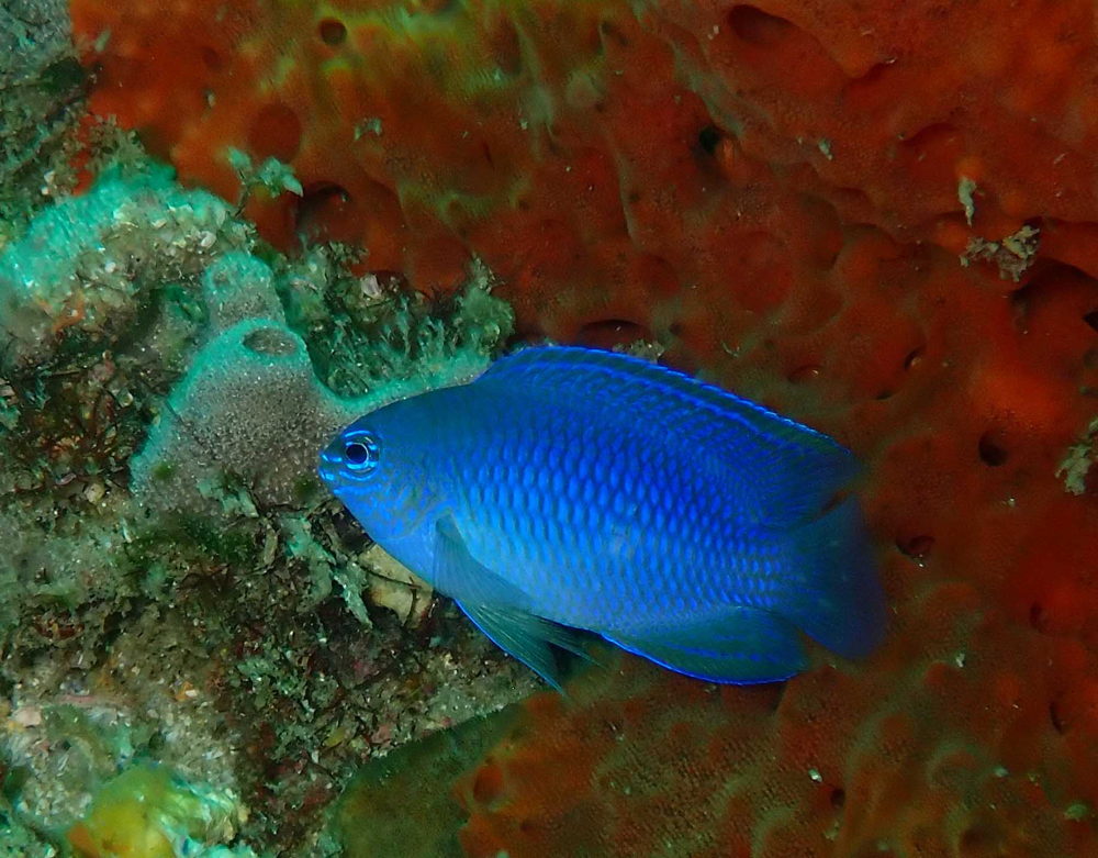 Australian Damsel from Sunshine Coast QLD, Australia on February 18 ...