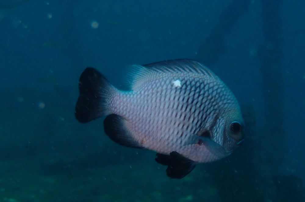 Three-spot Dascyllus from Sunshine Coast QLD, Australia on February 18 ...