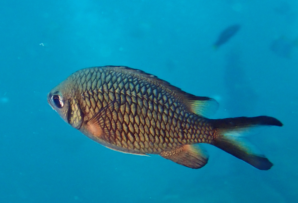 Weber's Puller from Sunshine Coast QLD, Australia on November 25, 2022 ...