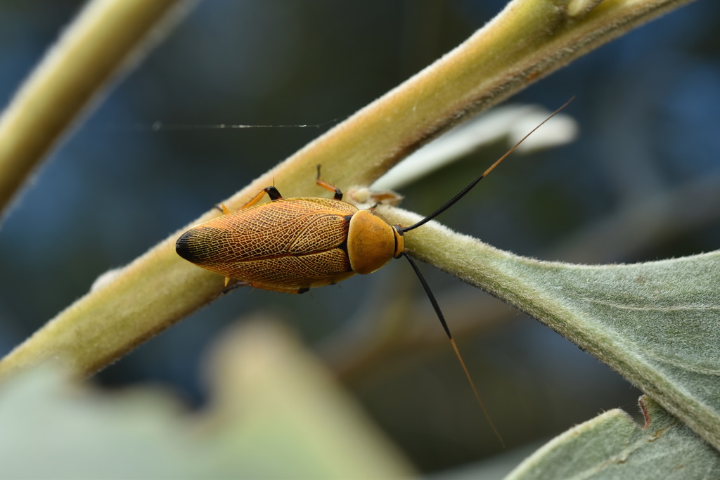 bush cockroach from Basalt QLD 4820, Australia on April 30, 2023 at 04: ...