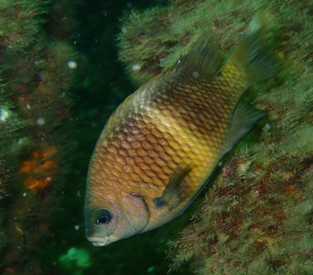 Whiteband Damsel from Sunshine Coast QLD, Australia on May 30, 2022 at ...