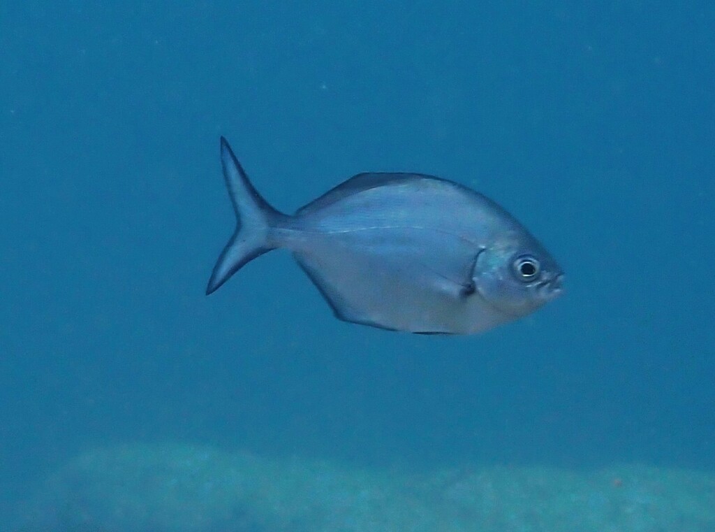 Silver Sweep from 156-164 Ewos Parade, Cronulla NSW 2230, Australia on ...