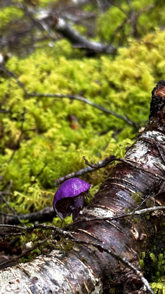 Purple Pouch Fungus from Queenstown-Lakes District, Otago, New Zealand ...