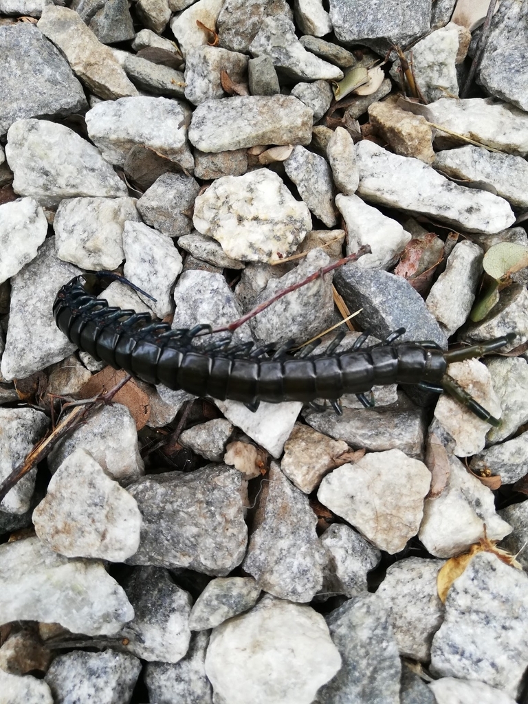 African Giant Centipede from Giraffe Lodge on January 12, 2020 at 10:21 ...