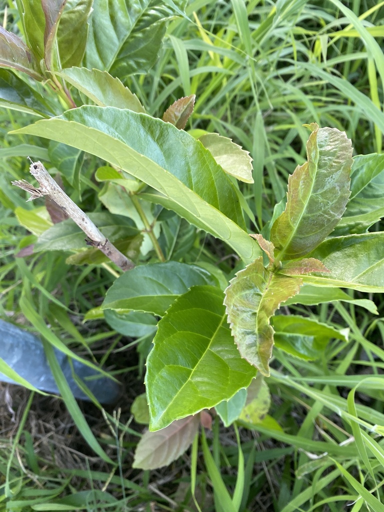 Claoxylon australe from Rippingale Rd, Korora, NSW, AU on June 21, 2023 ...