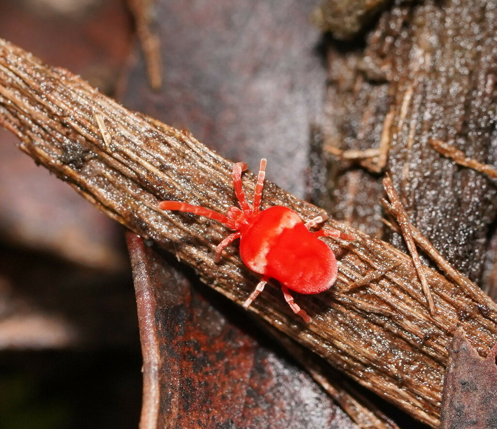 Velvet Mites from Melbourne VIC, Australia on June 21, 2023 at 01:22 PM ...