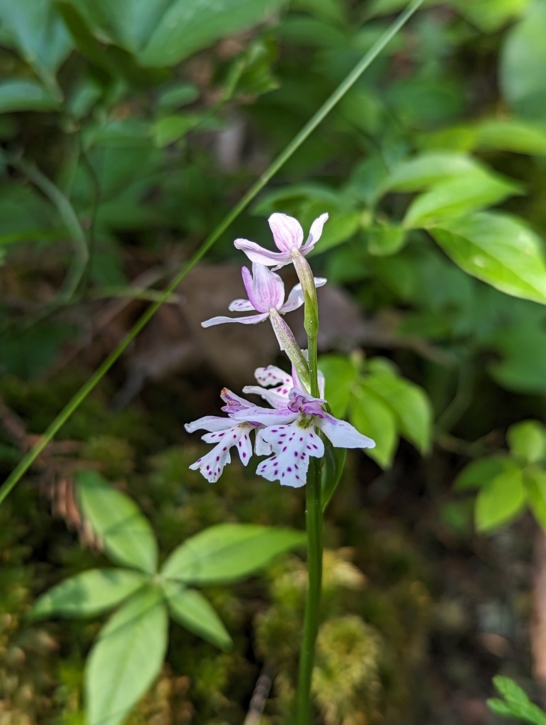 Small Round-leaved Orchid in June 2023 by Rubin Stenseng · iNaturalist