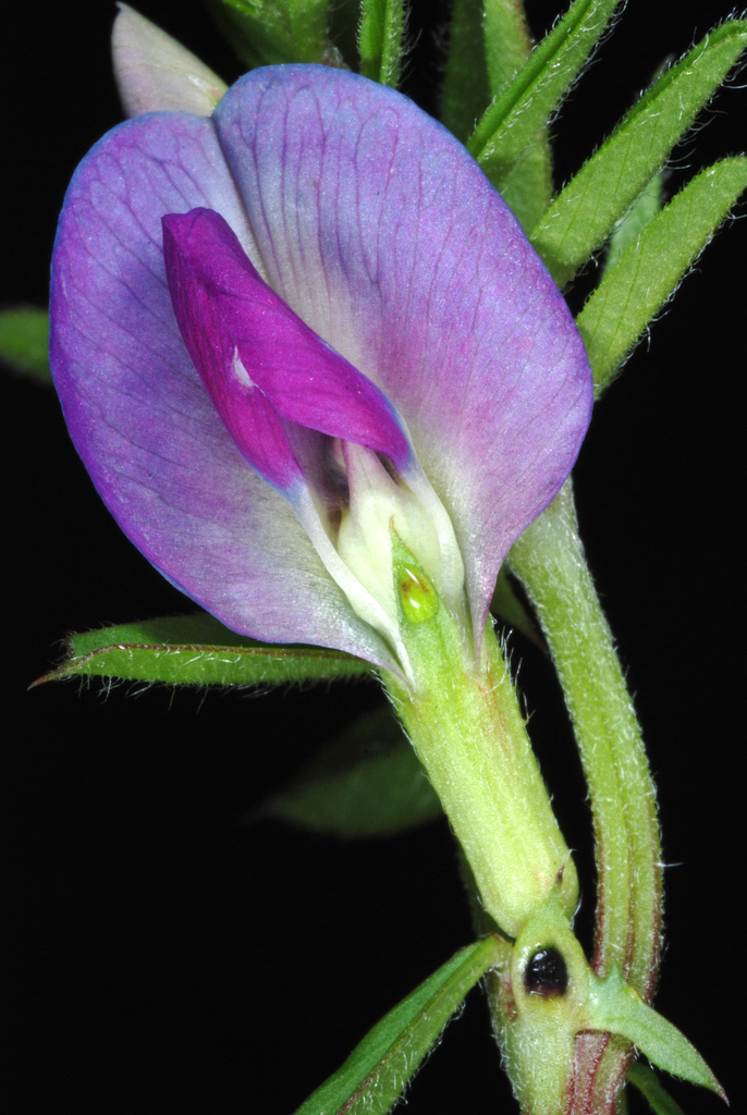Common Vetch (Vicia sativa) - Botanical Realm