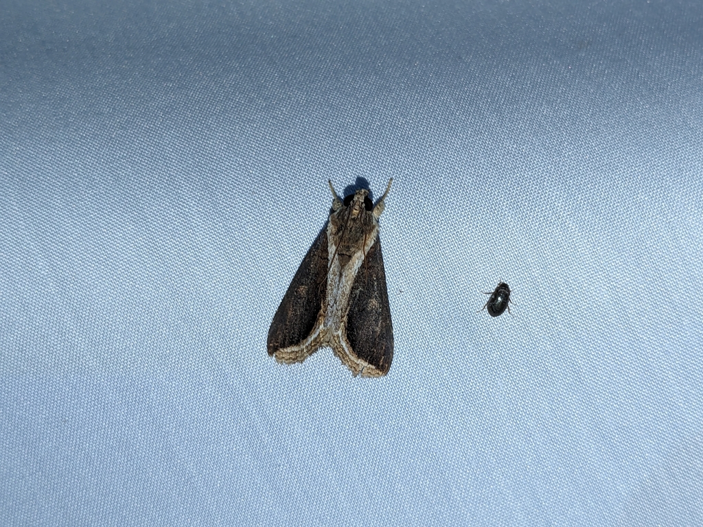 Ercheia cyllaria from East Kameng, IN-AR, IN on June 20, 2023 at 08:39 ...
