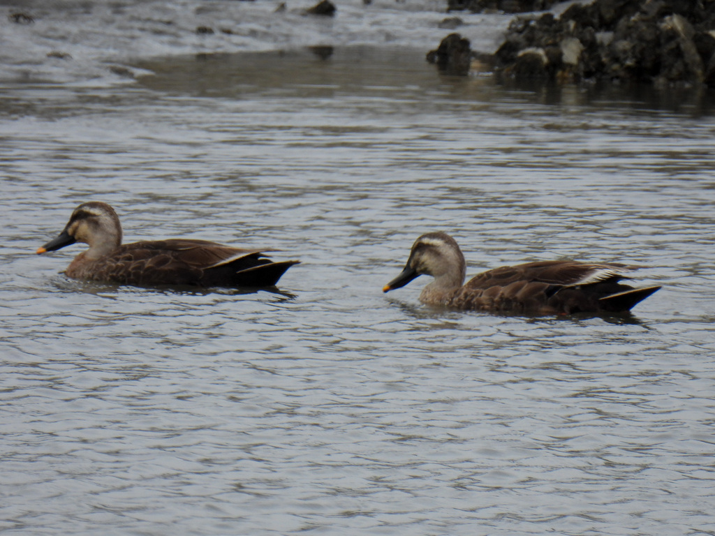 Eastern Spot-billed Duck from Rinkaicho, Edogawa City, Tokyo 134-0086 ...