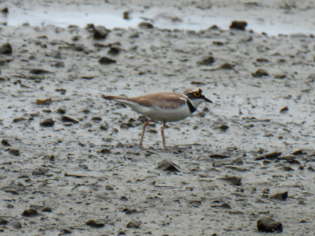 Little Ringed Plover from Rinkaicho, Edogawa City, Tokyo 134-0086 ...