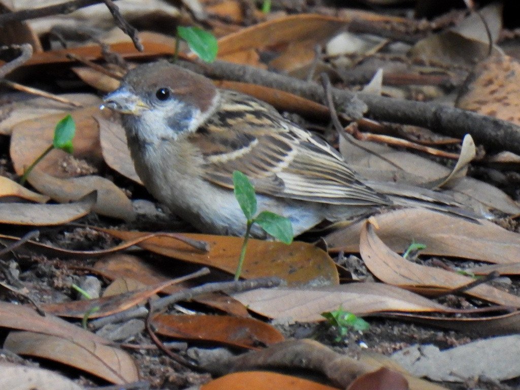 Eurasian Tree Sparrow from Rinkaicho, Edogawa City, Tokyo 134-0086 ...