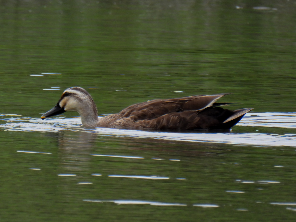 Eastern Spot-billed Duck from Rinkaicho, Edogawa City, Tokyo 134-0086 ...