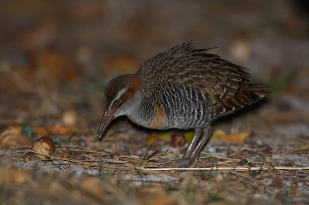 Buff-banded Rail (Birds of New Caledonia) · iNaturalist