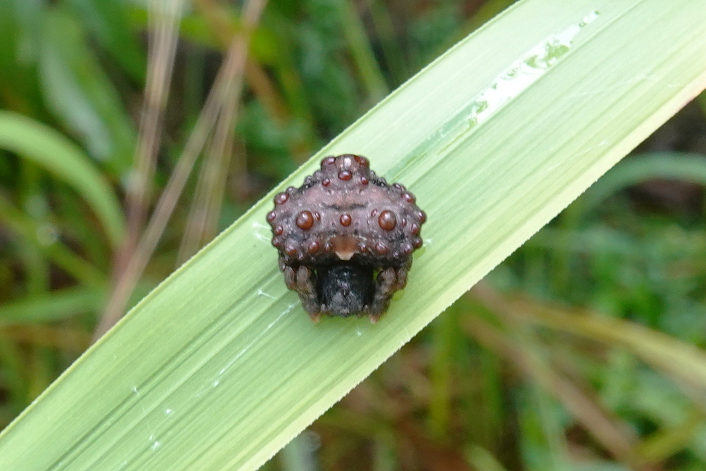 Ordgarius hobsoni from Tuen Mun, Hong Kong on June 18, 2023 at 10:27 AM ...