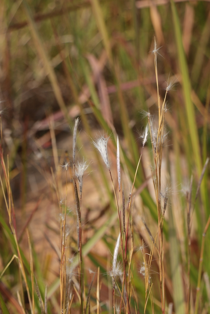 Snowflake Grass from Pretoria National Botanical Garden on June 12 ...