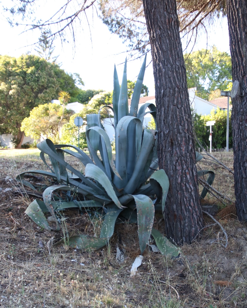 Agave mapisaga from Keysers River Greenbelt off Soetvlei Ave on ...