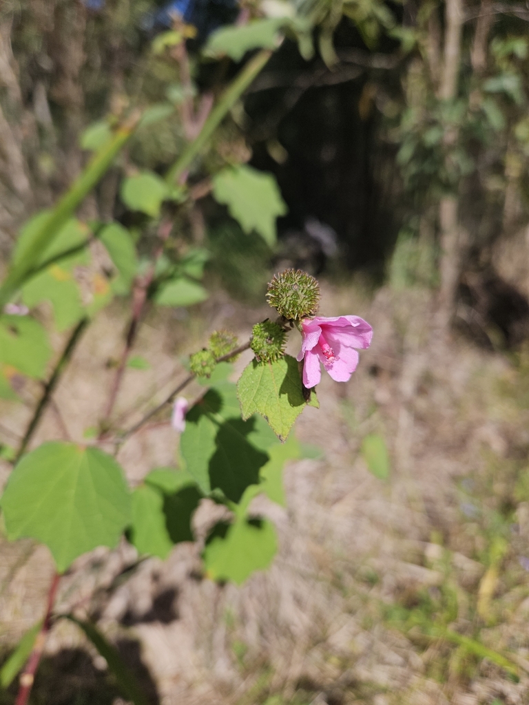 Caesar weed from Shoalwater QLD 4702, Australia on June 21, 2023 at 11: ...
