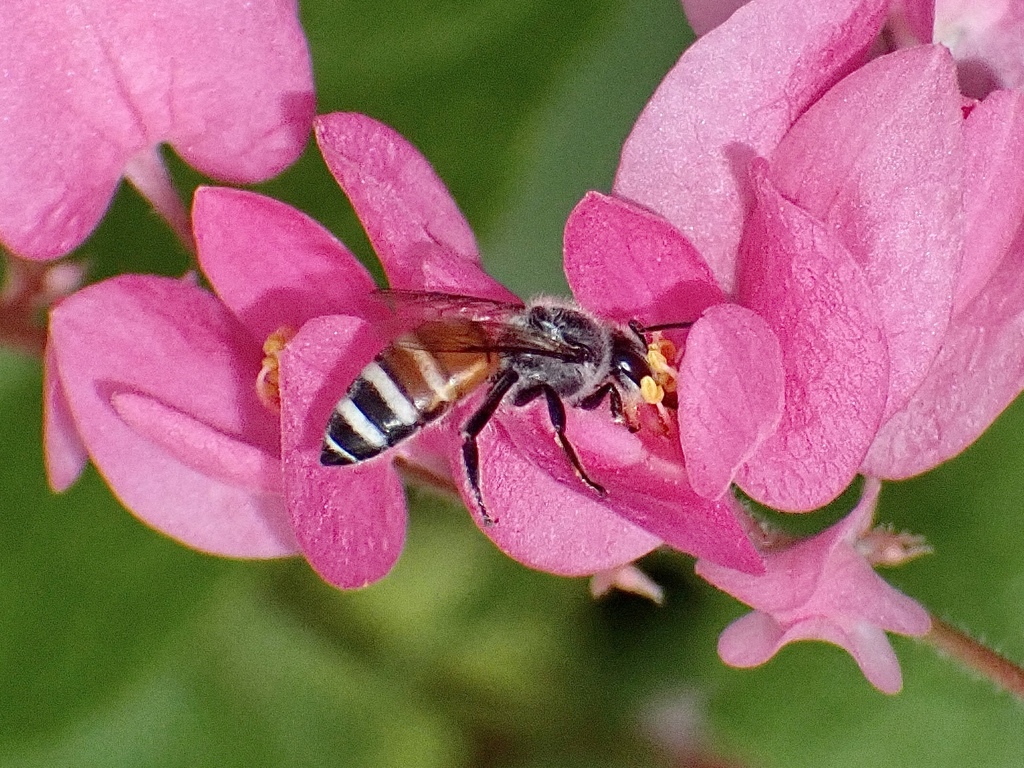 Red Dwarf Honey Bee from 33 Hyderabad Rd, Singapore 119578 on May 27 ...