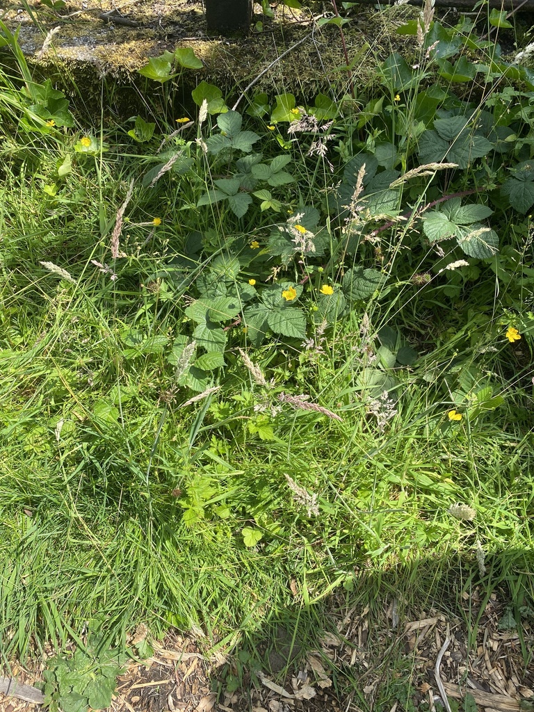 Yorkshire fog from Prestwich Forest Park, Manchester, England, GB on ...