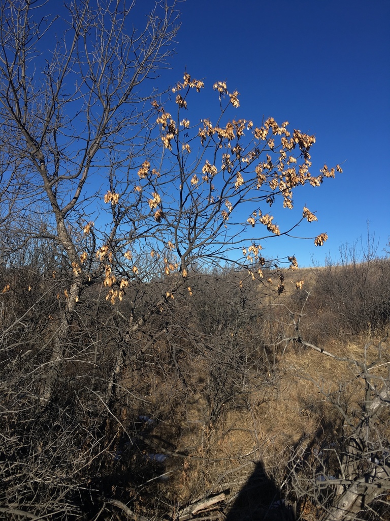 green ash from Little Missouri National Grassland, Sentinel Butte, ND ...