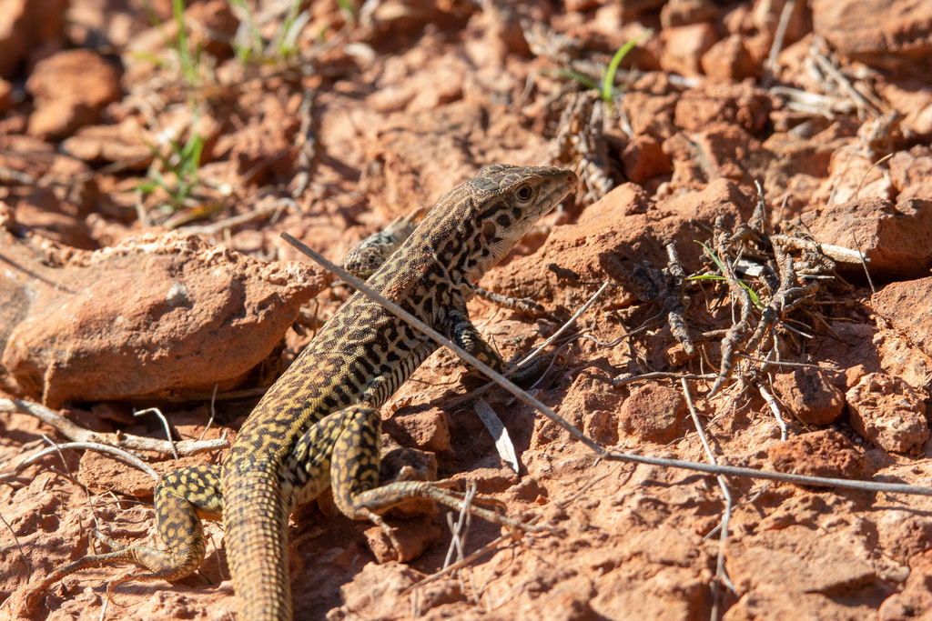 Common Checkered Whiptail from Randall County, TX, USA on June 18, 2023 ...
