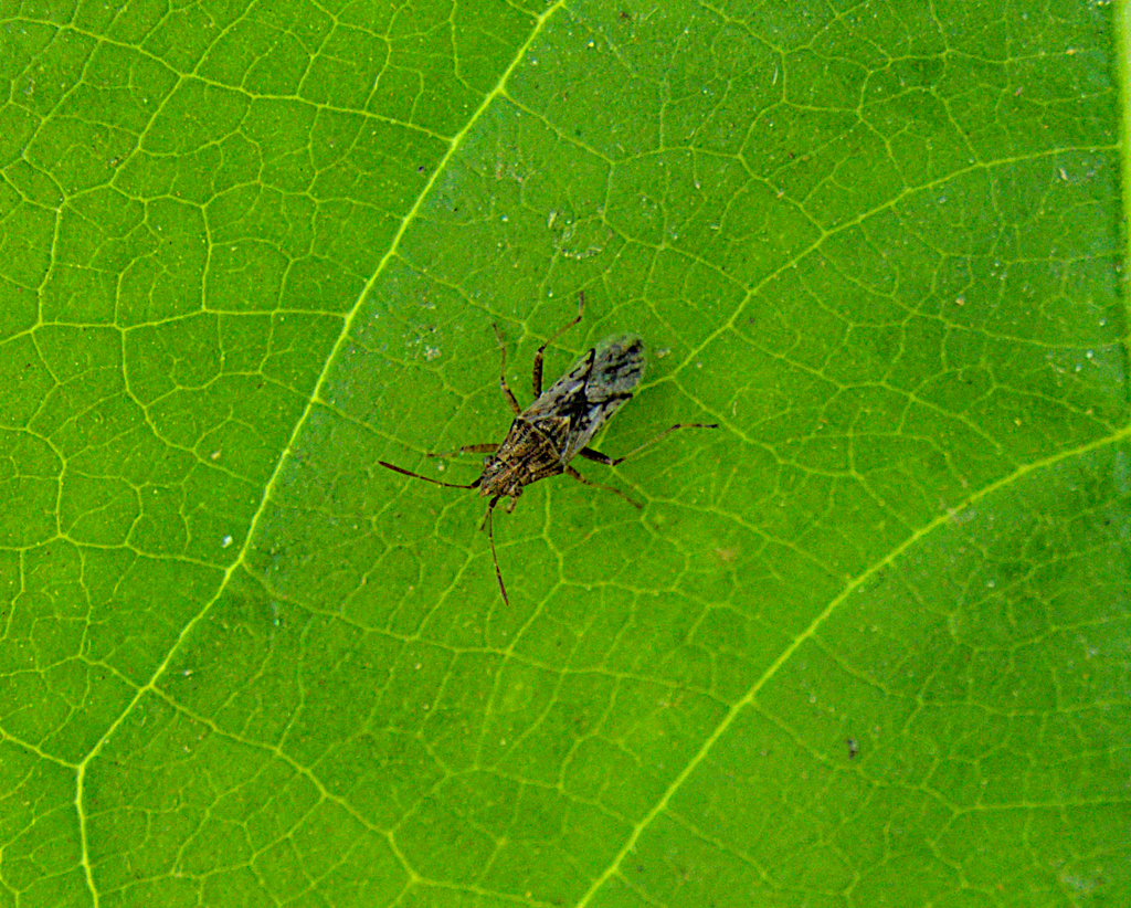 False chinch bugs from Brookefield, Bengaluru, Karnataka, India on May ...