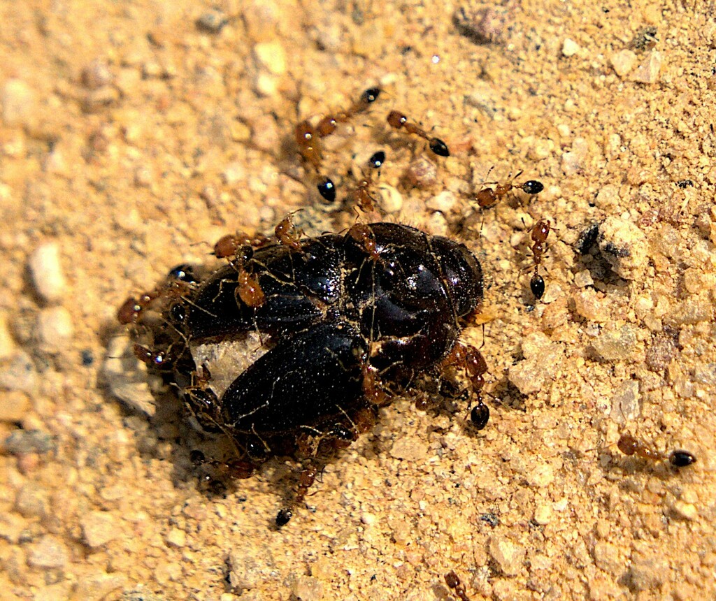 Destroyer Ant from Thubarahalli Lake, Brookefield, Bengaluru, Karnataka ...
