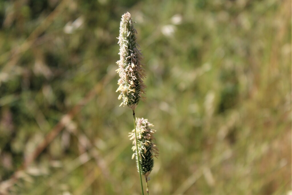 harding grass from California, USA on June 19, 2023 at 10:17 AM by ...