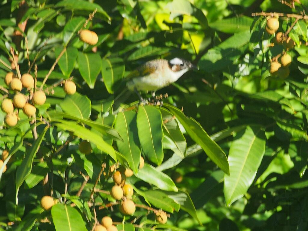Light-vented Bulbul from Kam Ho Road, Hong Kong on June 21, 2023 at 07: ...