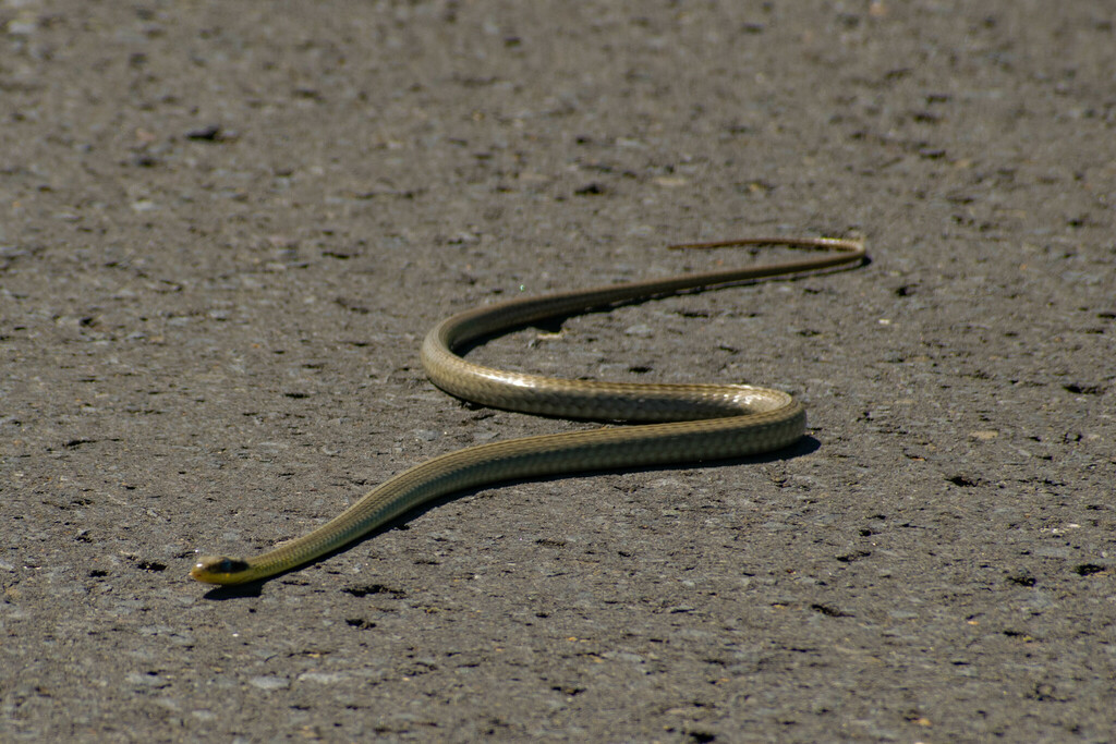 Chaco Sipo Snake from Patiño, Formosa, Argentina on February 24, 2023 ...