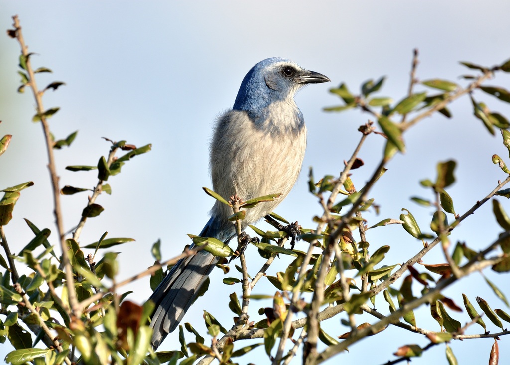 Florida Scrub-Jay from Gibsonton, FL, USA on December 30, 2018 at 03:45 ...