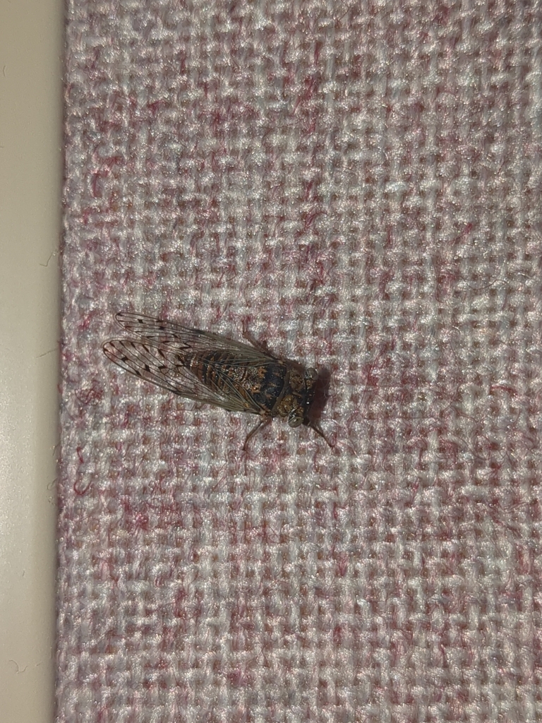 Little mesquite cicada from Austin, TX 78744, USA on June 21, 2023 at ...