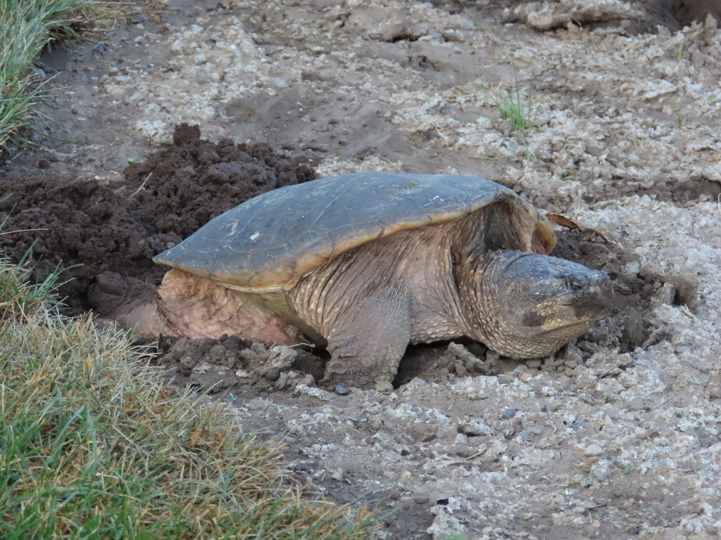 Common Snapping Turtle from Cambridge, ON, Canada on June 21, 2023 at ...