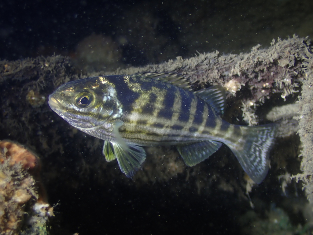 Western Striped Grunter from Perth WA, Australia on May 13, 2023 at 07: ...