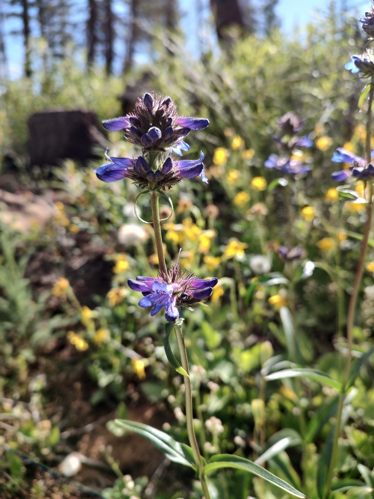 Taper-leaf Beardtongue from Asotin County, WA, USA on June 18, 2023 at ...